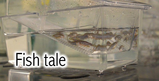 Oklahoma Medical Research Foundation (OMRF) — Discoveries that make a ...